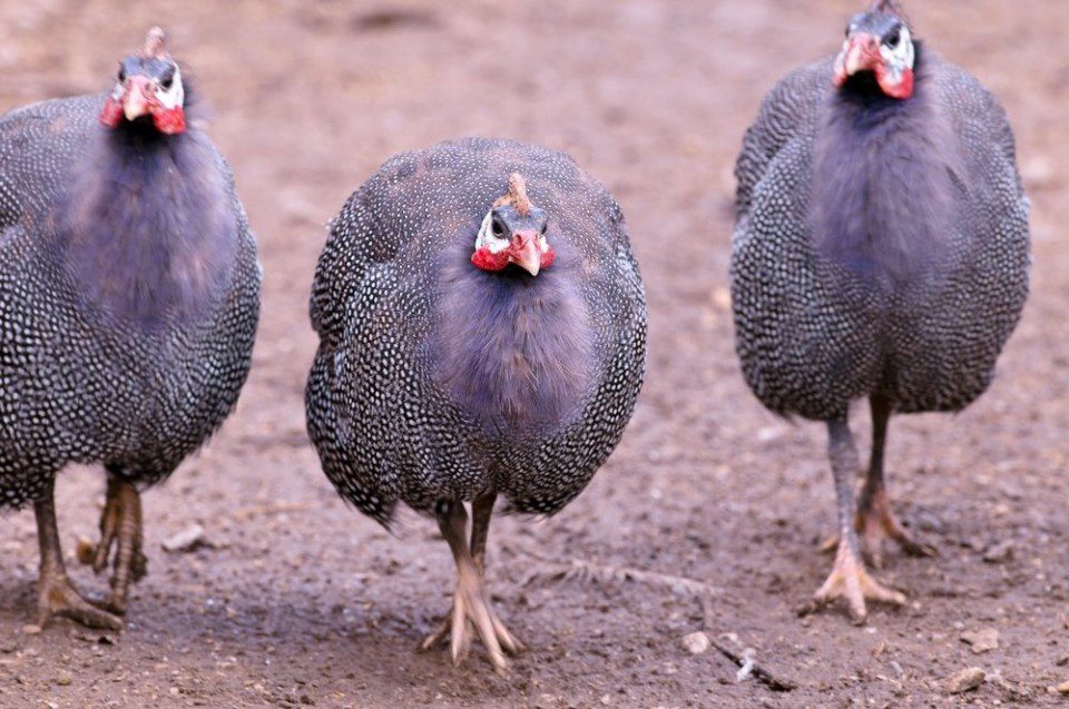 Guineafowls - Royal Purple Guinea fowl - Guinea fowl for sale
