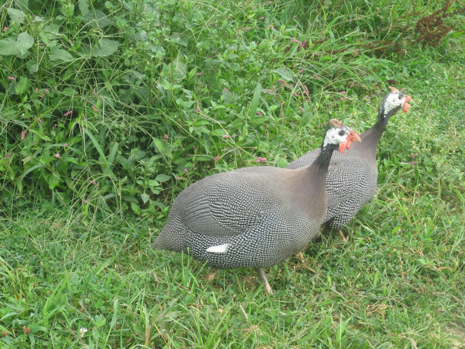 Guinea fowl for sale - Guinea fowl for sale