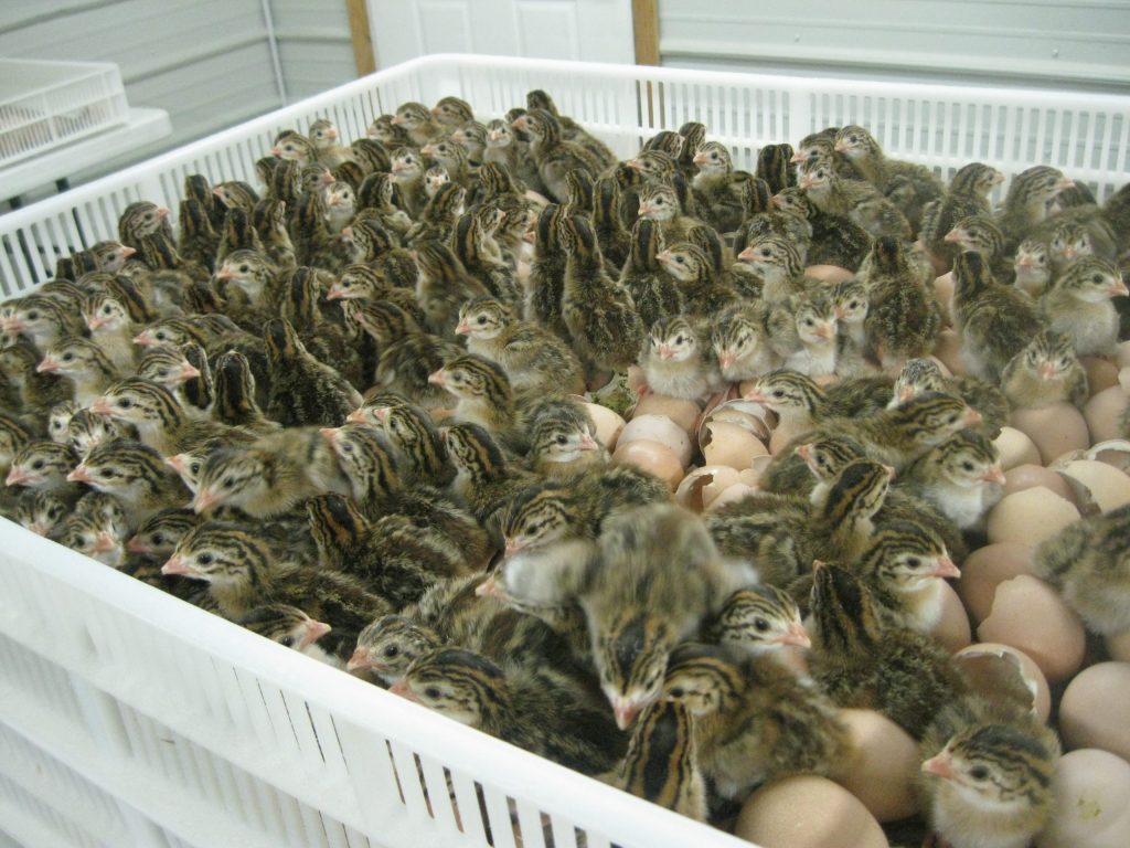 Guinea keets for sale - Guinea fowl for sale