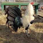 Guinea fowl for sale - Guinea fowl for sale