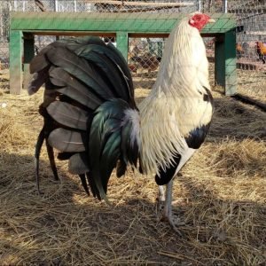 Guinea fowl for sale - Guinea fowl for sale