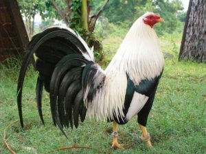 Guinea fowl for sale