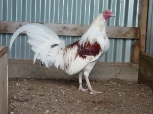 Guinea fowl for sale - Guinea fowl for sale