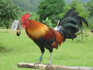 Guinea fowl for sale - Guinea fowl for sale