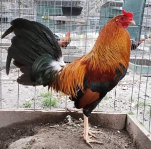 Guinea fowl for sale - Guinea fowl for sale